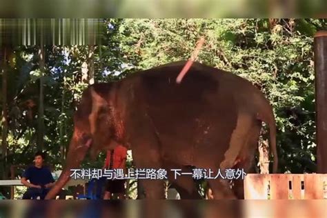 泰国司机开车送甘蔗，不料却遇上拦路象，下一幕让人意外！甘蔗