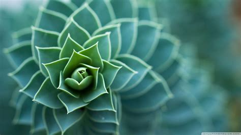 Pc 4k Macro Wallpapers Wallpaper Cave