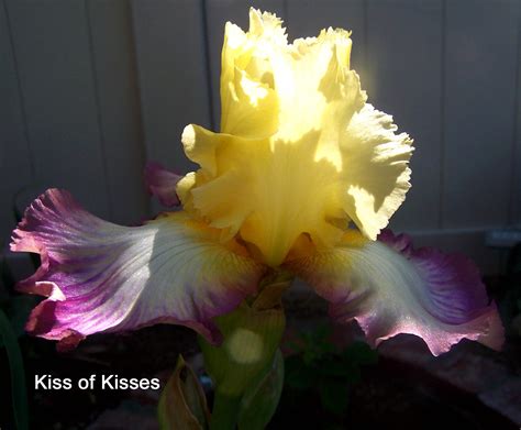 Tbkissofkisses