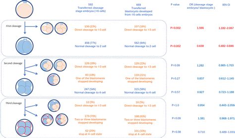 Outcomes Of Different Transfer Strategies For In Vitro Fertilization