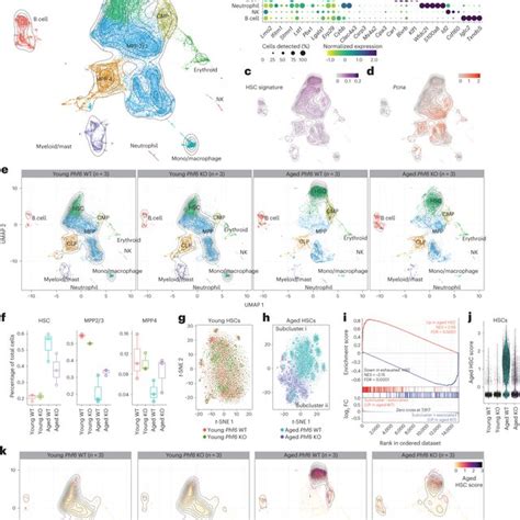 Abrogation Of Hsc Accumulation And Hsc Aging Associated Transcriptional