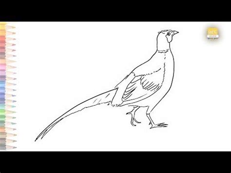 Pheasant Outline Drawing 02 How To Draw Pheasant Step By Step
