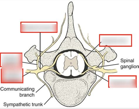 Spinal Nerves Diagram Quizlet Spinal Nerves Diagram Quizlet