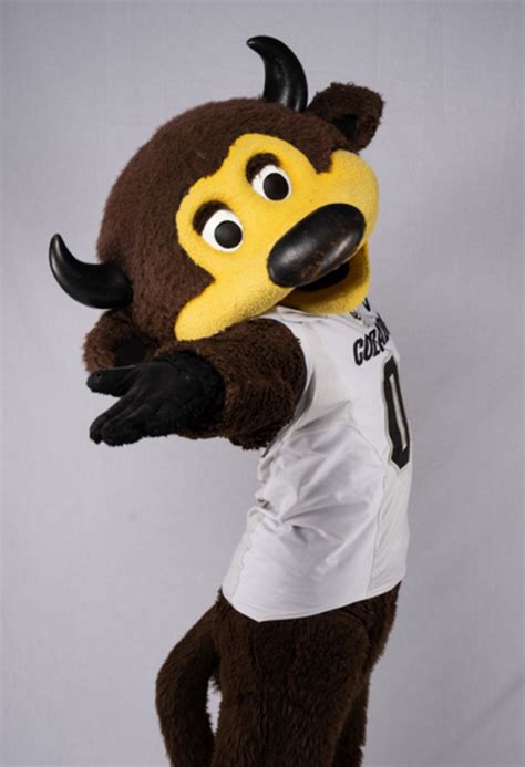 University Of Colorado Mascot Becoming A Buff Checklist Of Must Do