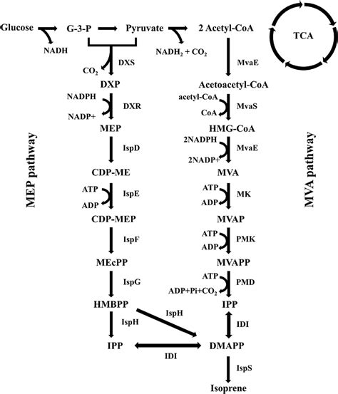 Biosynthetic Pathways For Isoprenoid Precursors The Mevalonic Acid