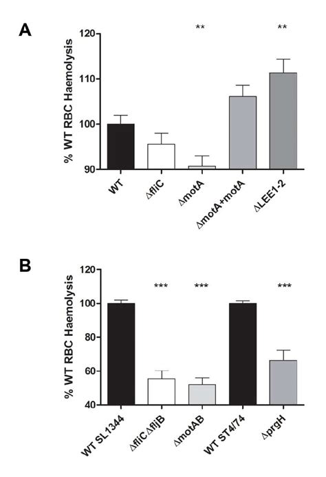 Contribution Of Flagella Rotation To Membrane Disruption By S