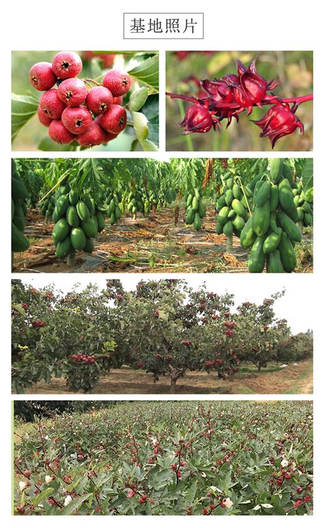 海泰厂家直销散装批发水果茶 巴黎香榭 花果茶果粒茶果味茶水果茶 阿里巴巴