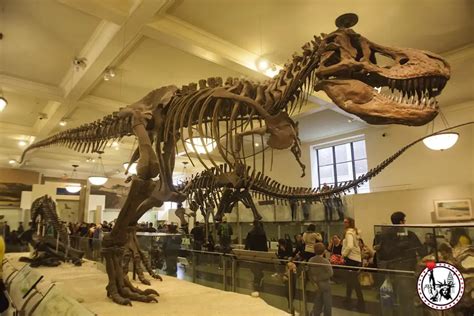 Musée Dhistoire Naturelle New York Tarif Aperçu Historique
