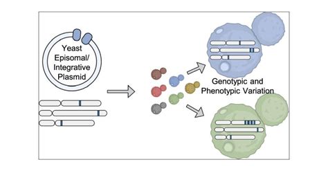 Bingyin Peng On Linkedin Integration Of Yeast Episomal Integrative Plasmid Causes Genotypic And…