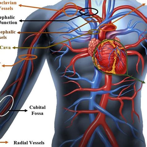 Targeted Catheterization Path Used In The Experiment Download