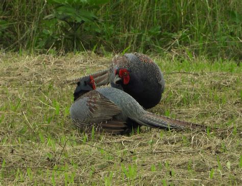 キジ 2022 09 04 日本の野鳥識別図鑑