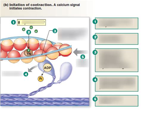 Initiation Of Skeletal Muscle Contraction Diagram Quizlet
