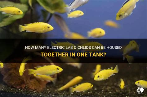 How Many Electric Lab Cichlids Can Be Housed Together In One Tank