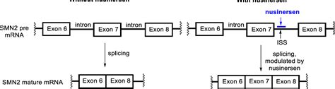 Figure 16 From The Medicinal Chemistry Of Artificial Nucleic Acids And