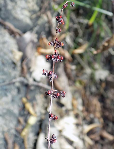 Rumex sanguineus - Изображение особи - Плантариум