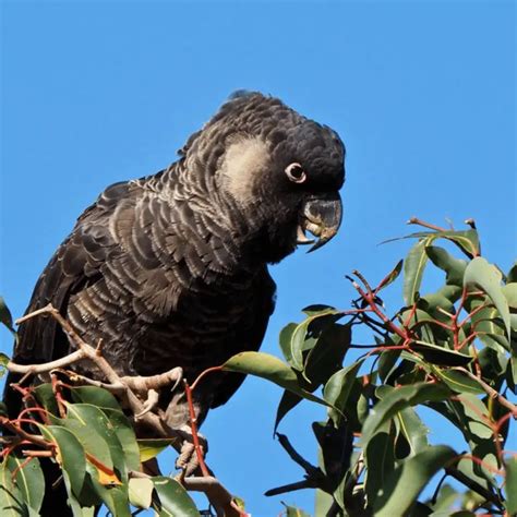 Baudins Black Cockatoo Habitat Reproduction And Food