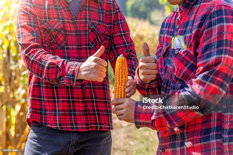 두 명의 농부가 옥수수 밭에 잘 익은 옥수수를 들고 엄지손가락을 치켜들고 있다 클로즈업 샷 수확 시간 농업 개념의 사업 2명에 대한 스톡 사진 및 기타 이미지 Istock