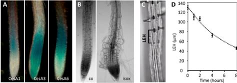 Isoxaben Rapidly Reduces Root Cell Elongation A Histochemical Assay
