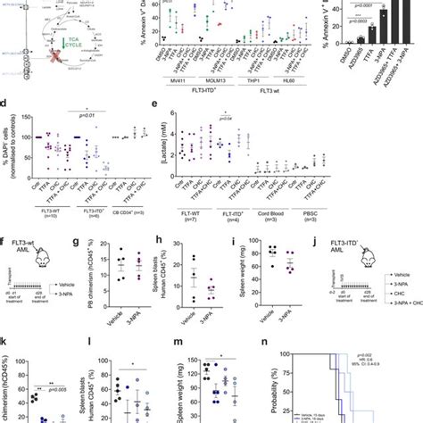 Combined Inhibition Of Etc Complex Ii And Lactate Transporters Impairs