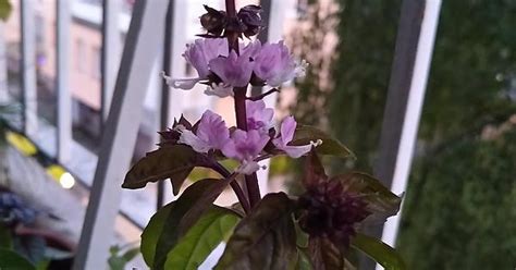 Flowering Basil Album On Imgur