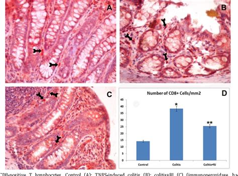Figure 6 From Iranian Journal Of Basic Medical Sciences Protective