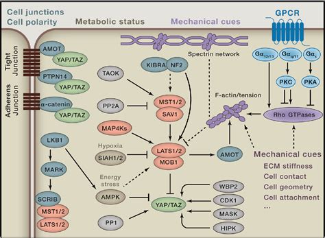 Figure 3 From Hippo Pathway In Organ Size Control Tissue Homeostasis