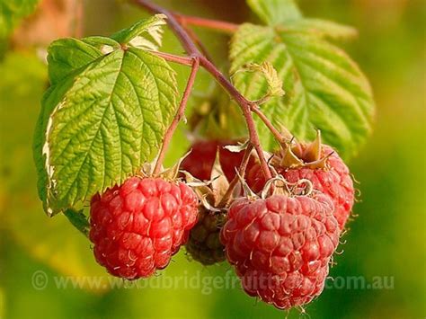 Raspberry Chilcotin Pack Woodbridge Fruit Trees