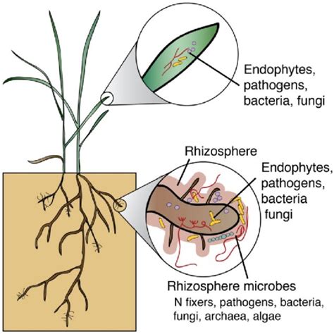 The Leaf And Root Microbiome Illustrating The Many Microbial Players
