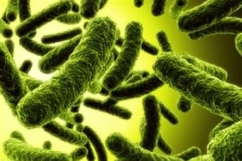 Jangan Panik Pahami Tentang Bakteri Mycoplasma Pneumoniae Seperti Apa
