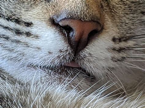 Itty Bitty Kitty Blep Rblep