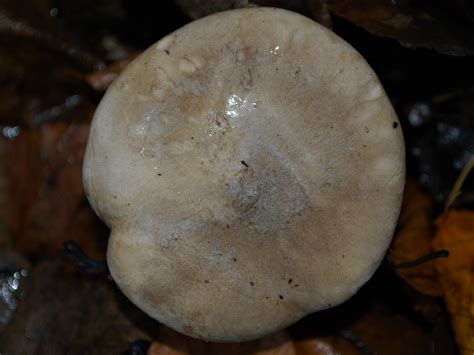 Clouded Funnel Wild Food Uk