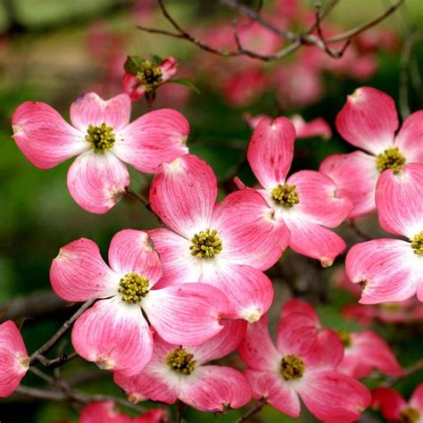 Cornus Florida Rubra Pink Flowering Dogwood From Willowbrook Nurseries