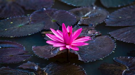 Lotus Wallpapers 4k Hd Lotus Backgrounds On Wallpaperbat
