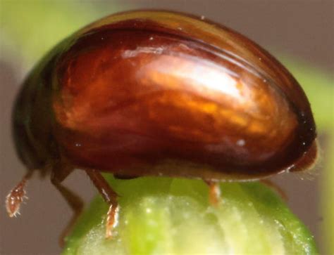 Tiny Beetle Bugguidenet