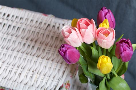 灰色の背景に異なる色のチューリップの花束籐の箱の近く お祝いのストックフォトや画像を多数ご用意 お祝い カラー画像 チューリップ