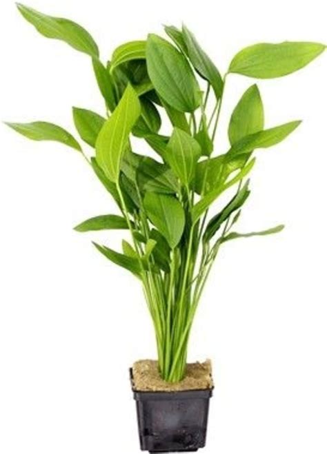 Dennerle Plants Echinodorus Argentinensis Groß Olibetta Online Shop