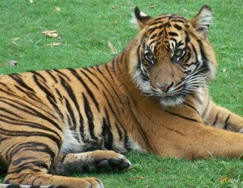 Sumatran Tiger Cub 2 By Myexratedromance On Deviantart