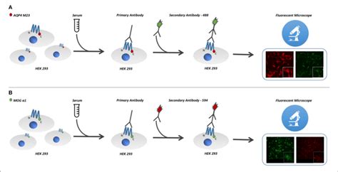 Cultured Human Cells Hek293 Cells Were Transfected With The