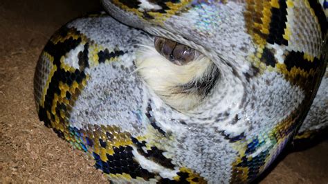 Reticulated Python Feeding Youtube