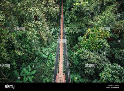 Hanging Bridge Over Top Of Tree Inside Evergreen Tropical Forest