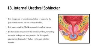 Anatomy And Physiology Of Urinary Bladder Pptx