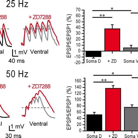 Temporal Summation Is Larger In Ventral Than In Dorsal Cells Left Download Scientific Diagram