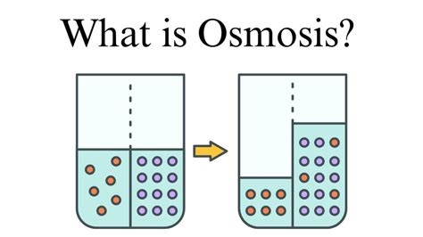 Osmosis Vs Diffusion Key Differences Similarities And Real World