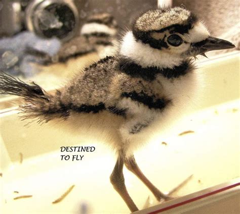Killdeer