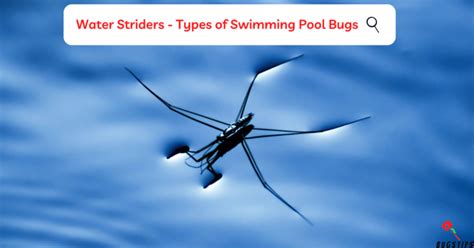 9 Types Of Swimming Pool Bugs You Should Know About Bugstips