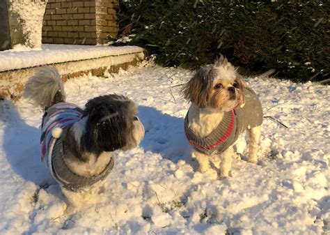 Pixie And Roxy See Snow For The First Time In 3 Years A Shih Tzu Life