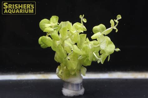 水草 リシマキア ゴールデン 鉛巻その他の水草 スリッシャーズ アクアリウム