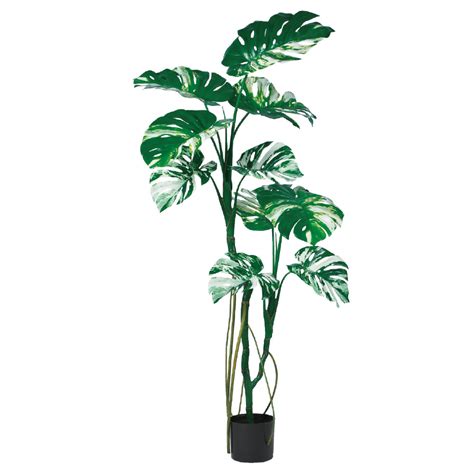 【楽天市場】フェイクグリーン 観葉植物 とりよせ品 【メーカー直送】 モンステラポット付 145cm 《代引不可・他商品との同梱不可