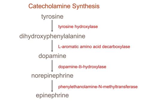 Adrenal Medulla Hormones Physiologyppt
