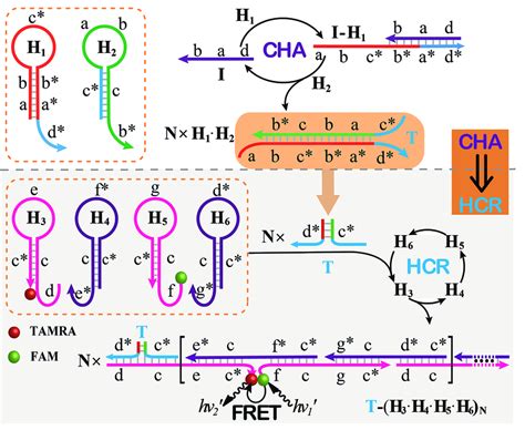 Schematic Of The Isothermal Enzyme Free Two Layered Cascaded Chahcr Download Scientific